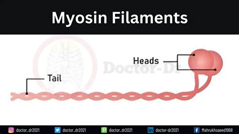 Actin And Myosin Filaments From Z Line Attachment To Smooth Muscle Action Difference Between