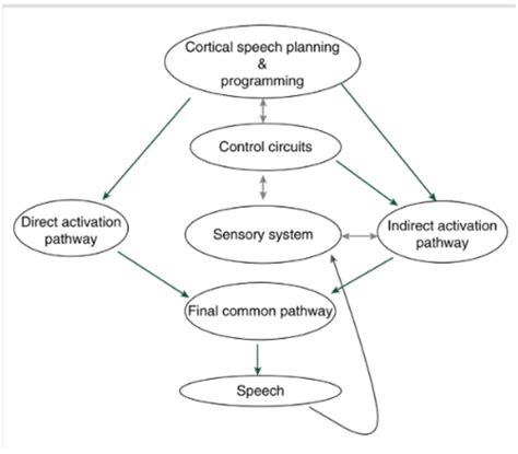 Neurological Bases Of Speech And Msds Flashcards Quizlet