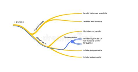 Nerve Branches Stock Illustrations 201 Nerve Branches Stock Illustrations Vectors And Clipart