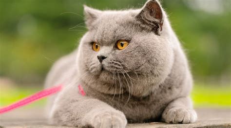 猫咪品种大全及图片 爱宠网