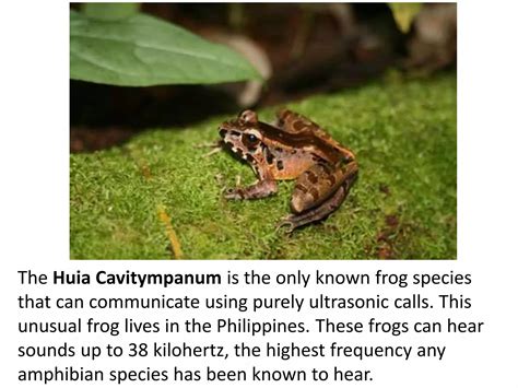 Echolocation Pptx Digital Audio Computer Software And Applications