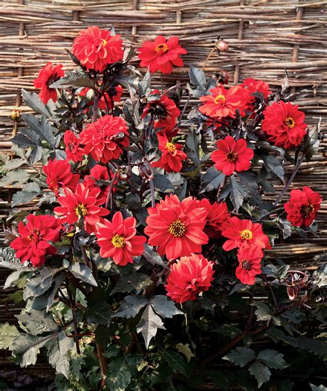 Dahlia Black Forest™ Ruby American Takii