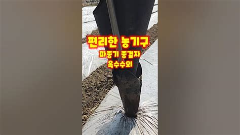 옥수수 파종기 이식기 편리한 농기구 모종 이식기의 종결자 양손 파종기 콩모종 배추 배추 브로콜리 풀뿌리농장 Shorts
