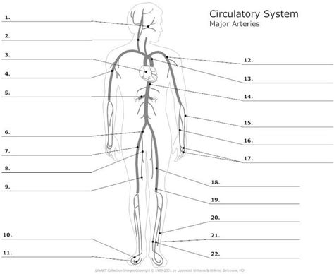 Major Arteries Of The Body Diagram Quizlet