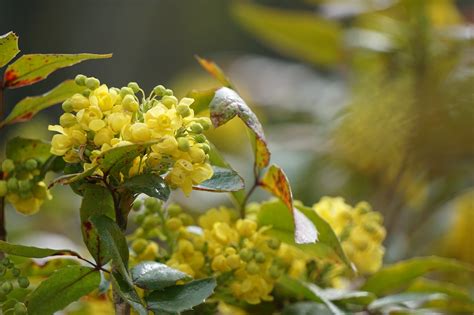植物 开花 Pixabay上的免费照片 Pixabay