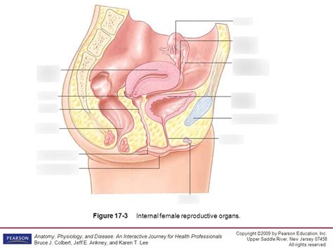 Internal Reproductive Organs Diagram Quizlet