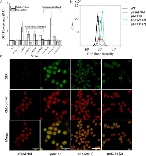 Phenotypic Analysis Of Gfp Expressing Strains A Gfp Fluorescence Of Download Scientific