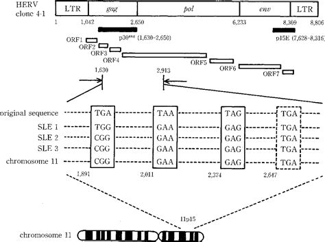 Table 1 From Retroviruses And Autoimmunity Semantic Scholar