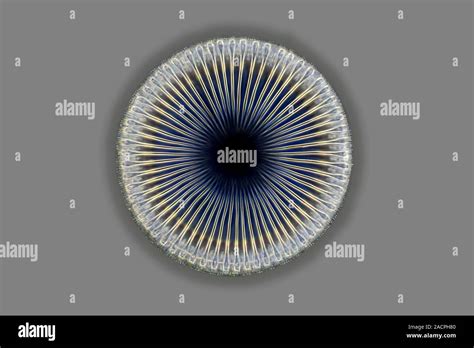 Fossil Diatom Brightfield Illuminated Light Micrograph Of A Fossilised