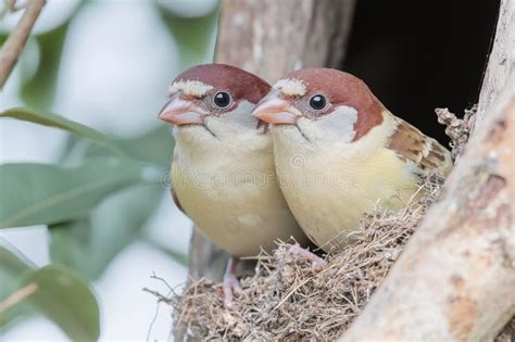Two Sparrow Birds Perched In Nest On Tree Branch With Green Leaves Stock Image Image Of