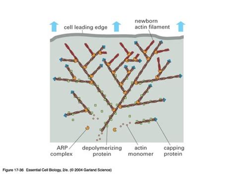Lecture 10 Cytoskeleton II Flashcards Quizlet