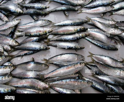 Are Fresh Sardines High In Potassium At Colby Westlake Blog