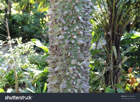 Horny Tree Trunk Stock Photo Edit Now Shutterstock