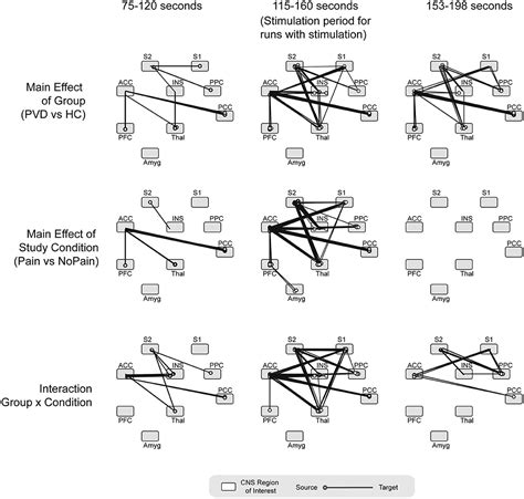 Anterior Cingulate Cortex