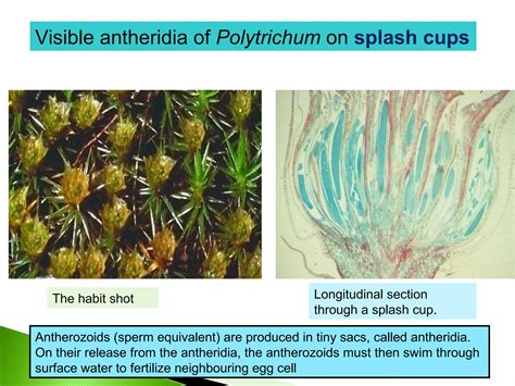 Structural Variations In Reproductive Structures Of Division Bryophyta Ppt