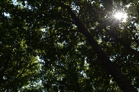 무료 이미지 나무 숲 분기 산 하늘 태양 햇빛 레이 잎 녹색 밀림 어둠 카라 브리아 삼림지 서식지 사일로 자연 환 경 우디 식물