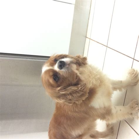 Bella Carpenter Youtube