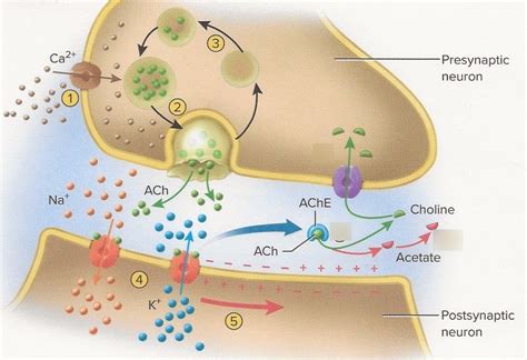 Transmission At A Cholinergic Synapse Diagram Diagram Quizlet