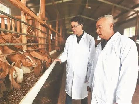 顺昌小菌草里有大乾坤