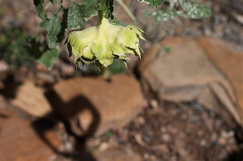 Free Images Tree Nature Leaf Flower Food Green Produce Autumn