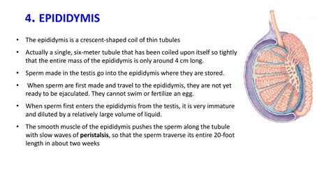 Male Reproductive Structures And Functions Ppt Download