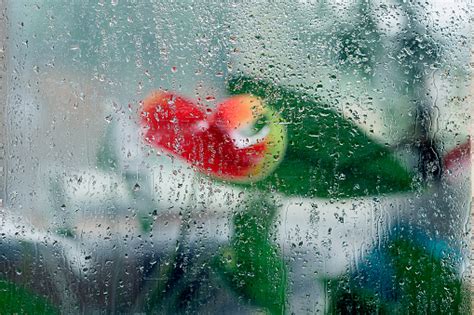 자연의 감상 자연의 예술 색상 흐린 빨간 꽃 젖은 창 유리 빗방울 추상 배경 0명에 대한 스톡 사진 및 기타 이미지 0명 개념 계절 Istock