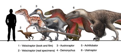 Quick Comparison Of Velociraptor In The Books And Films Vs Velociraptor In Real Life As Well As