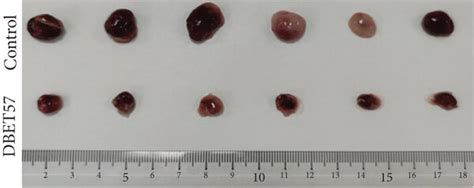 Dbet57 Exhibits Tumor Growth Inhibition Effect In Xenograft Tumor Download Scientific Diagram