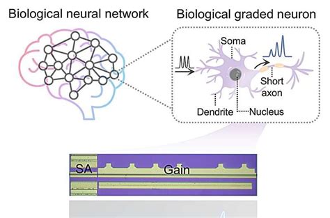 Laser Based Artificial Neuron Mimics Nerve Cell Functions At Lightning