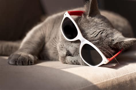 Sunglasses Wallpaper