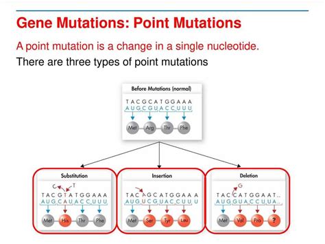 The Science Behind Dna Mutation Unlocking The Answer Key Through Simulation