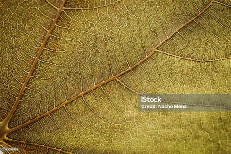 녹색 잎 질감과 배경입니다 녹색 잎 텍스처의 매크로 보기입니다 유기 패턴 디자이너를위한 추상적 인 질감과 배경 녹색 나뭇잎 배경입니다 녹색 잎 질감을 닫습니다 0명에 대한