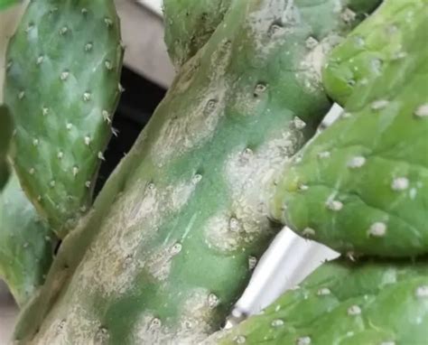 This Cactus That Looks Like Brain Identification And Care Information Citycacti