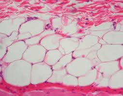 Tissues Lab Flashcards Quizlet