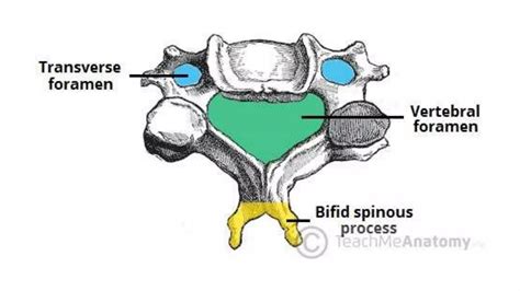 Cervical Vertebrae Anatomy And Pathology Pptx