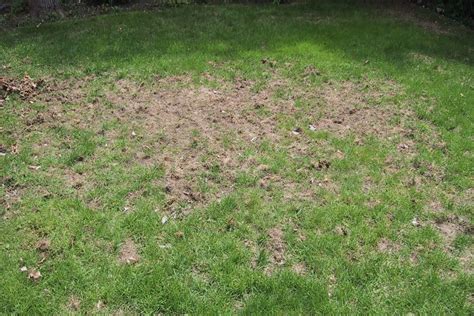 Bring Your Lawn Back To Life 6 Steps To Revive Dying Grass Alternative Mindset