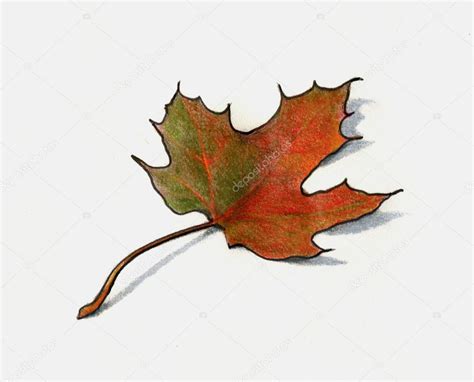 Leaf Drawing Color Color Pencil Drawing Of Maple Leaf In Autumn