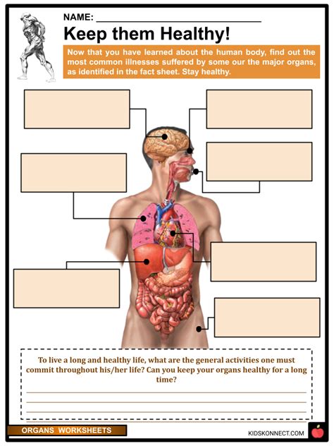 Body Organs And Their Functions Worksheets Organs Of The Human Body