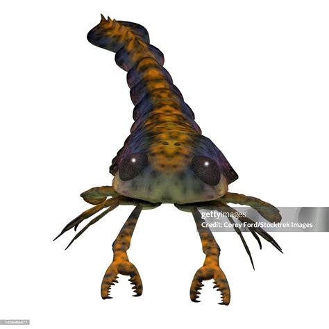 Pterygotus An Extinct Arthropod Front View On White Background High Res