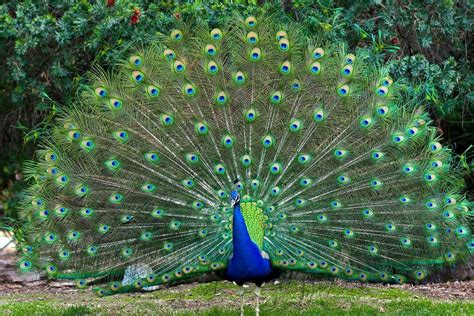 Peacock Hd Wallpapers Top Free Peacock Hd Backgrounds Wallpaperaccess