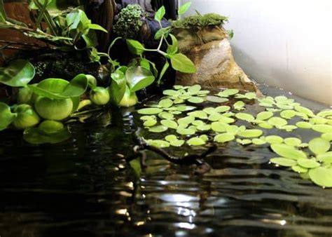 Водный гиацинт: описание, содержание в аквариуме, уход