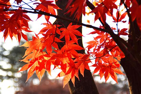 유토이미지 가을단풍