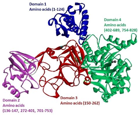 Crystal Structure Of Jack Bean Urease Download Scientific Diagram