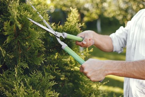 Tree Trimming And Tree Removal Services Total Tree Care