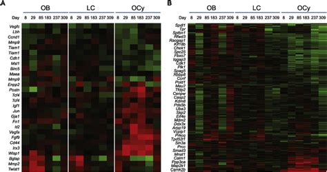 Time Dependent Gene Expression Patterns In The Different Ob Lineage