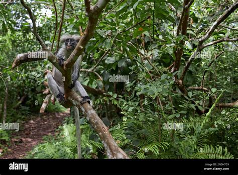 Endemic Three Colored Colobuses During Massage In Jozani Forest
