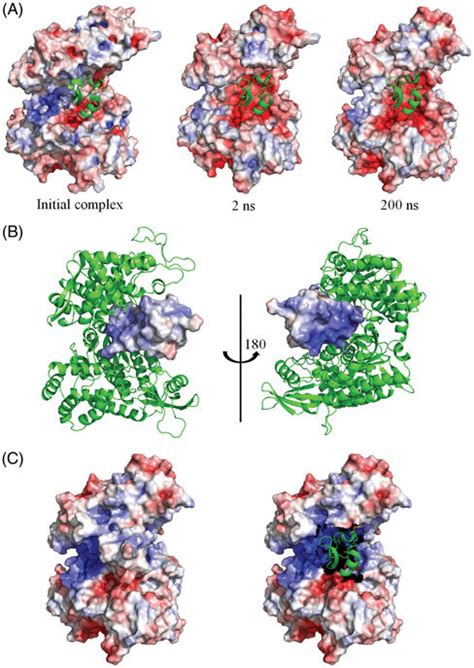 Electrostatic Potential Surfaces Calculated By The Apbs Module As Download Scientific Diagram
