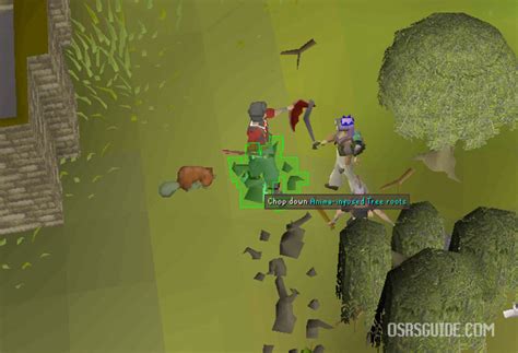 Osrs Forestry Guide Everything You Need To Know Osrs Guide