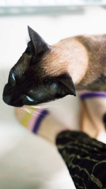 Why Is My Cat Licking My Feet And Lick My Toes Possible Reasons Why