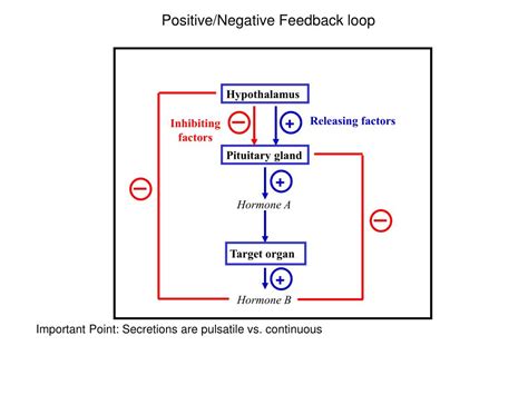 Examples Of Negative Feedback Loops